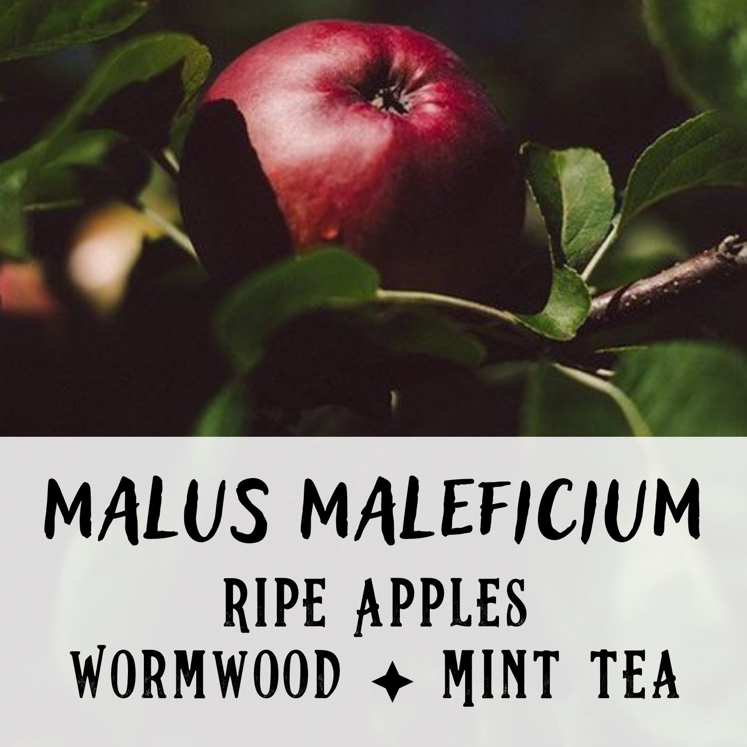 Malus Maleficium | Birch & Besom
